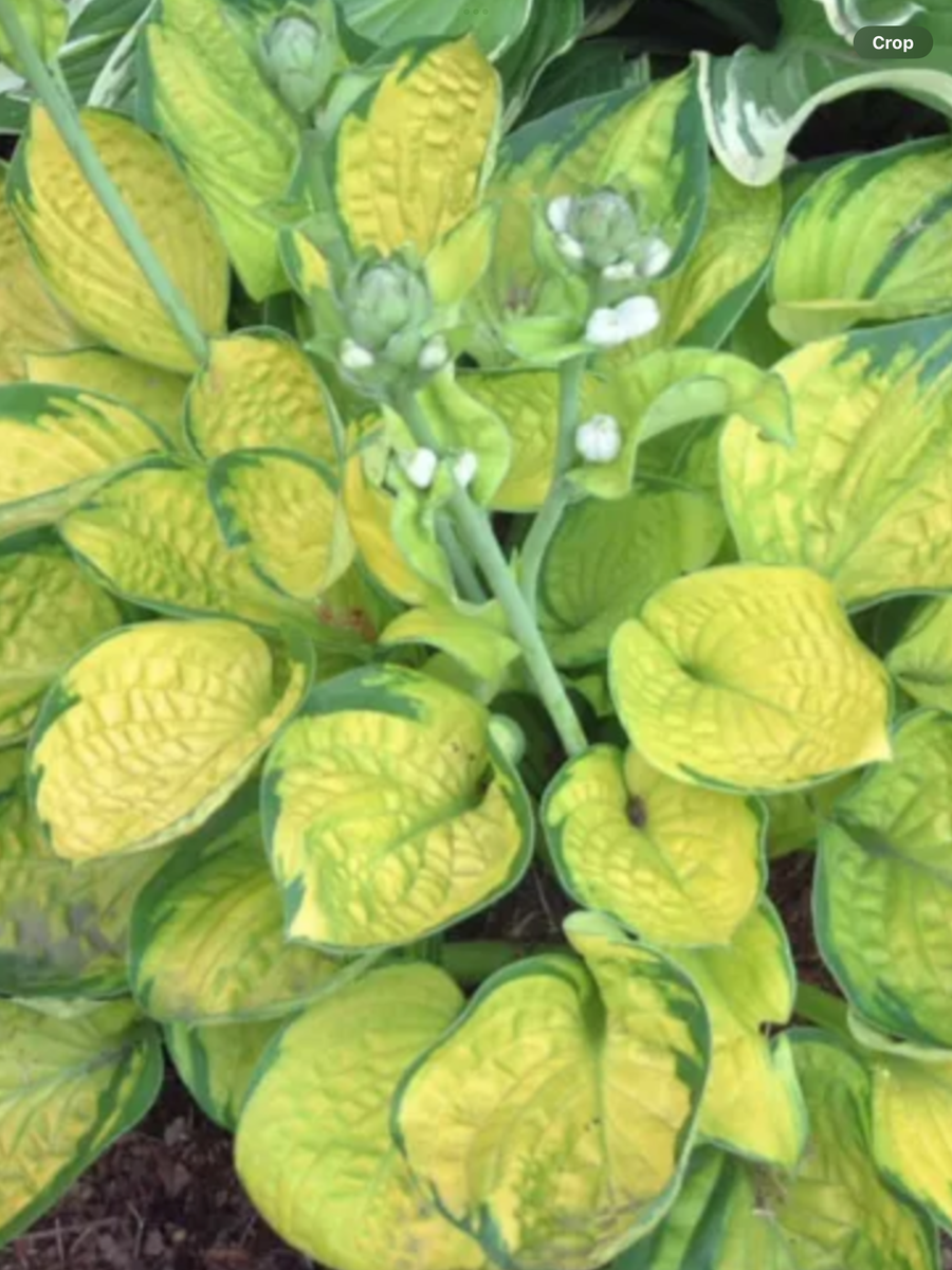 Hosta Specimen Rainforest Sunrise – Laporte's Nursery & Greenhouses Inc.