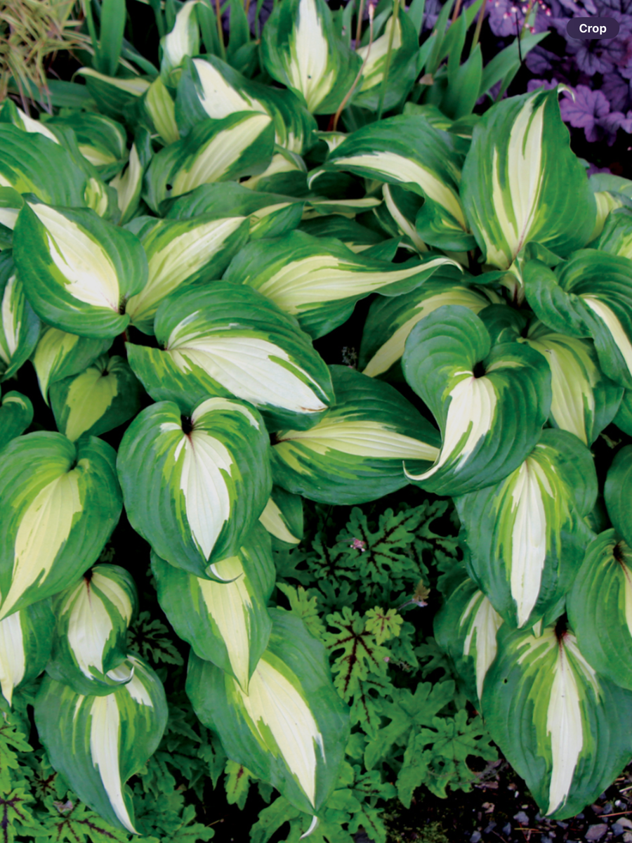 Hosta Specimen Raspberry Sundae – Laporte's Nursery & Greenhouses Inc.