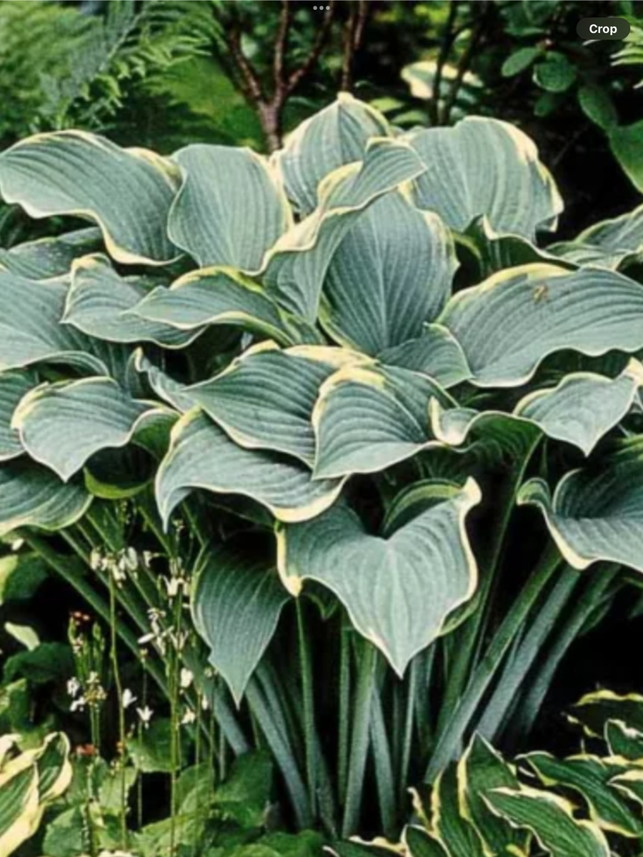 Hosta Specimen Regal Splendor – Laporte's Nursery & Greenhouses Inc.