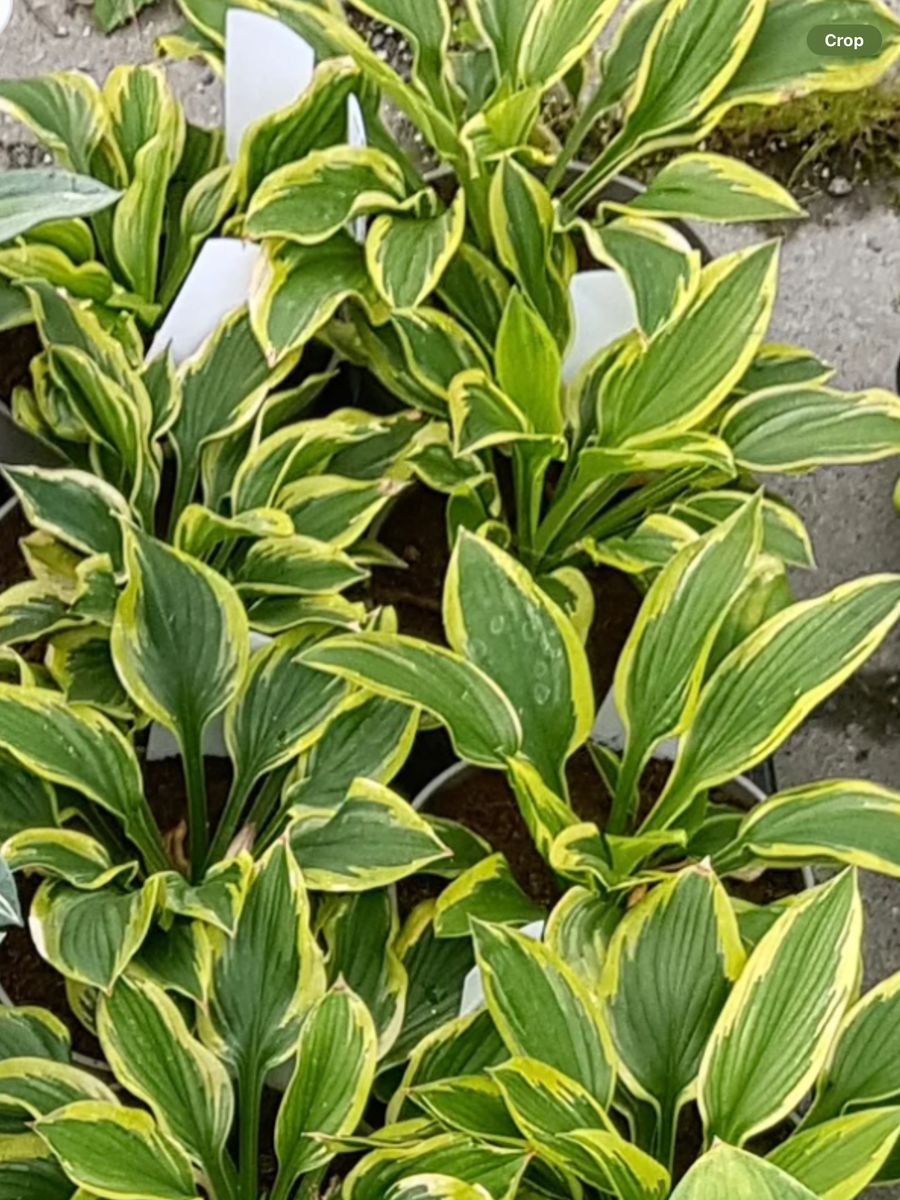 Hosta Specimen Rivera Sunset – Laporte's Nursery & Greenhouses Inc.