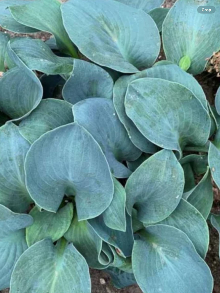 Hosta Specimen Silver Bullet – Laporte's Nursery & Greenhouses Inc.