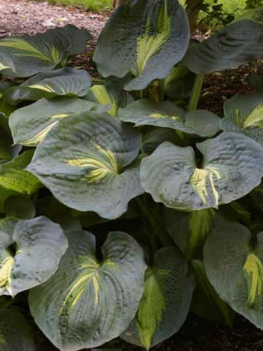 Hosta Specimen Thunderbolt – Laporte's Nursery & Greenhouses Inc.