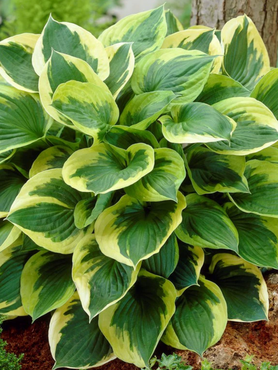 Hosta Specimen Twilight – Laporte's Nursery & Greenhouses Inc.