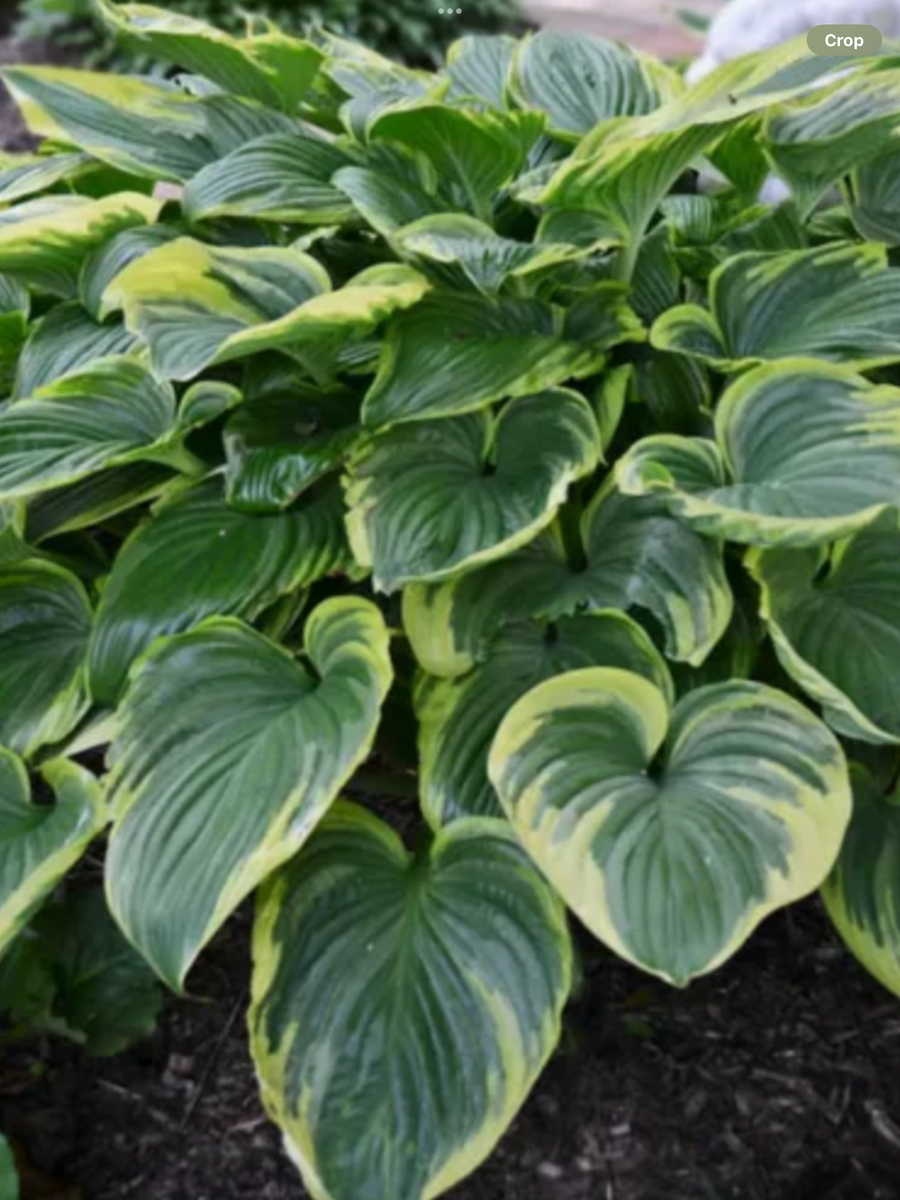 Hosta Specimen Victory – Laporte's Nursery & Greenhouses Inc.