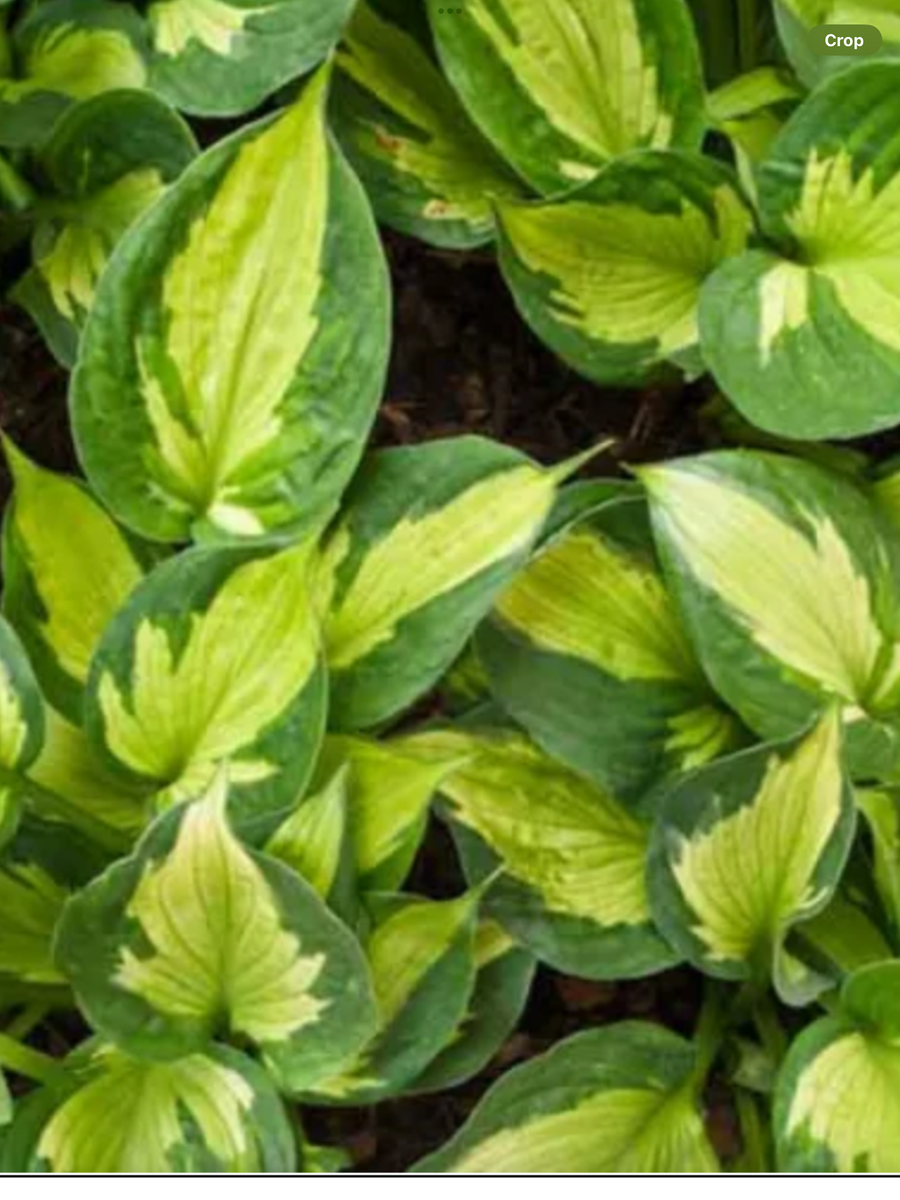 Hosta Specimen Whirlwind – Laporte's Nursery & Greenhouses Inc.
