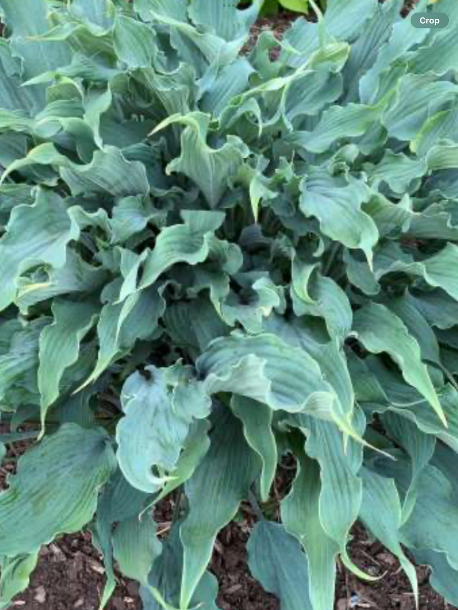 Hosta Specimen Wild Imagination – Laporte's Nursery & Greenhouses Inc.