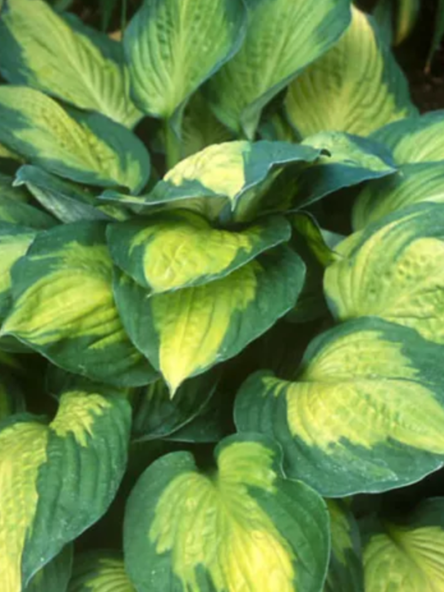 Hosta Specimen Captain Kirk – Laporte's Nursery & Greenhouses Inc.