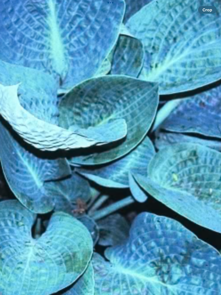 Hosta Specimen Deep Blue Sea – Laporte's Nursery & Greenhouses Inc.