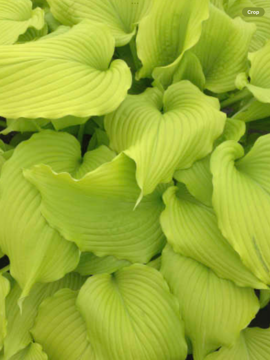Hosta Specimen Dancing Queen – Laporte's Nursery & Greenhouses Inc.