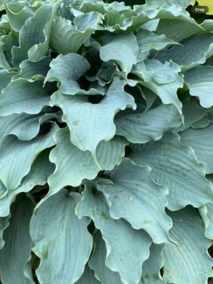 Hosta Specimen Dancing with Dragons – Laporte's Nursery & Greenhouses Inc.