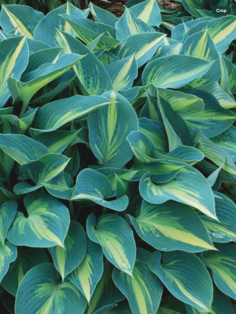 Hosta Specimen June Forever – Laporte's Nursery & Greenhouses Inc.