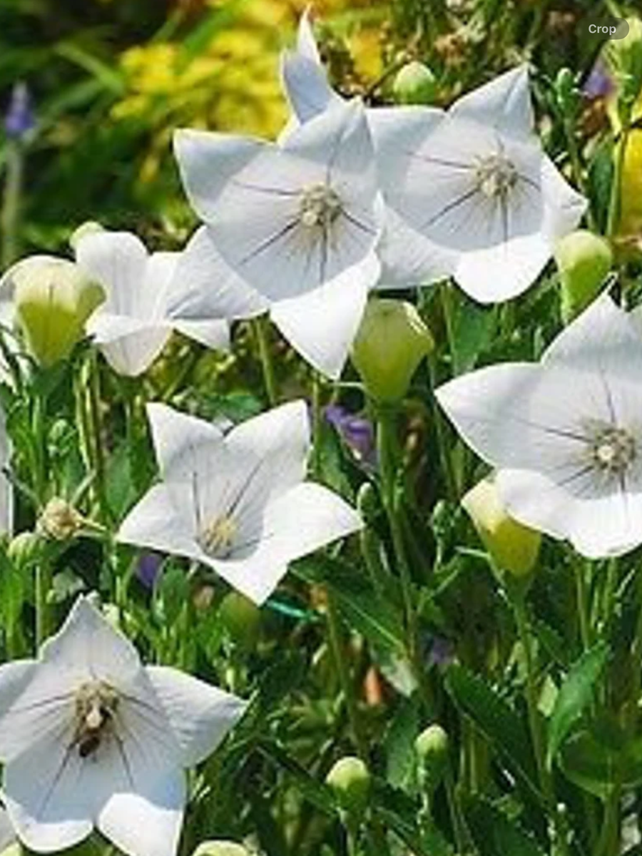 Platycodon Astra White – Laporte's Nursery & Greenhouses Inc.