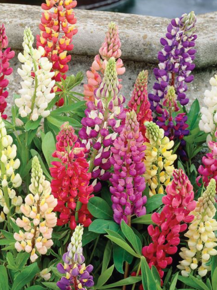 Lupinus Russell Mix – Laporte's Nursery & Greenhouses Inc.