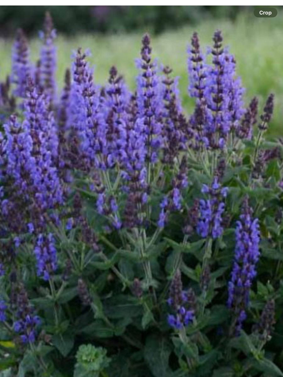 Salvia nemorosa Bumbleblue – Laporte's Nursery & Greenhouses Inc.