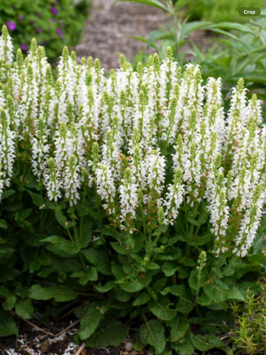 Salvia nemerosa Bumblesnow – Laporte's Nursery & Greenhouses Inc.