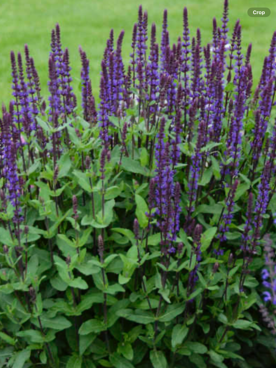 Salvia nemerosa Cardonna – Laporte's Nursery & Greenhouses Inc.
