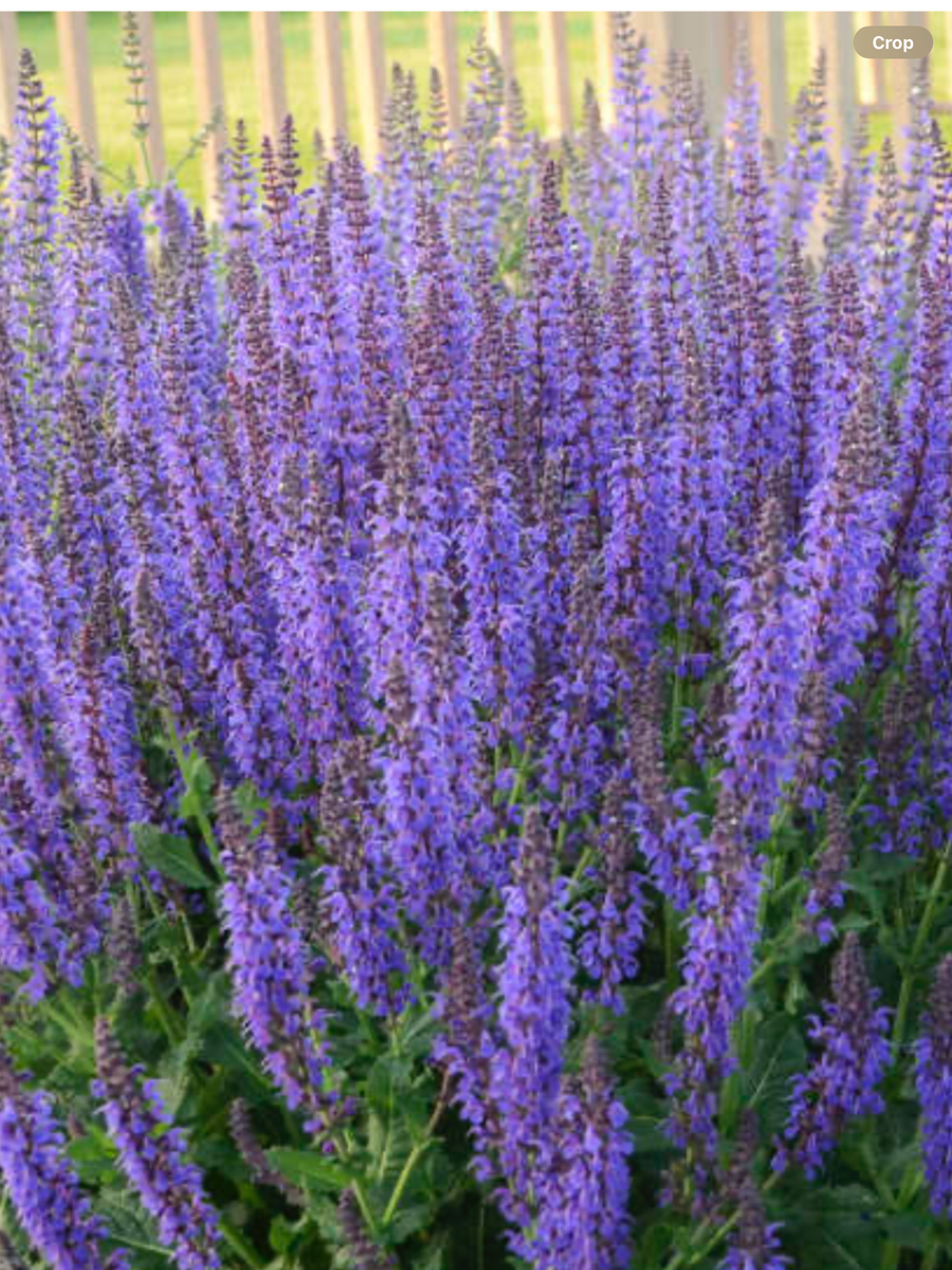 Salvia nemerosa May Night – Laporte's Nursery & Greenhouses Inc.