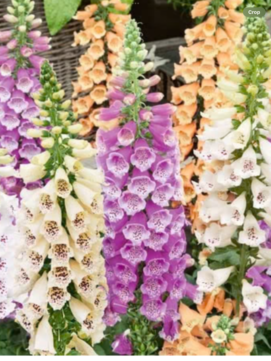 Digitalis Dalmatian Mix – Laporte's Nursery & Greenhouses Inc.