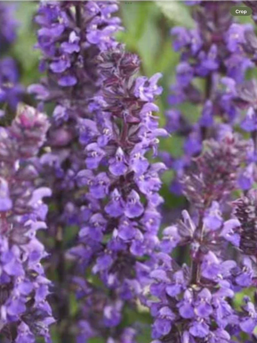 Salvia nemerosa New Dimension Blue – Laporte's Nursery & Greenhouses Inc.