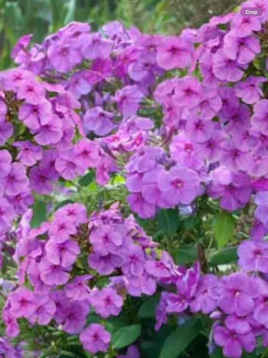 Phlox panticulata Flame Purple – Laporte's Nursery & Greenhouses Inc.