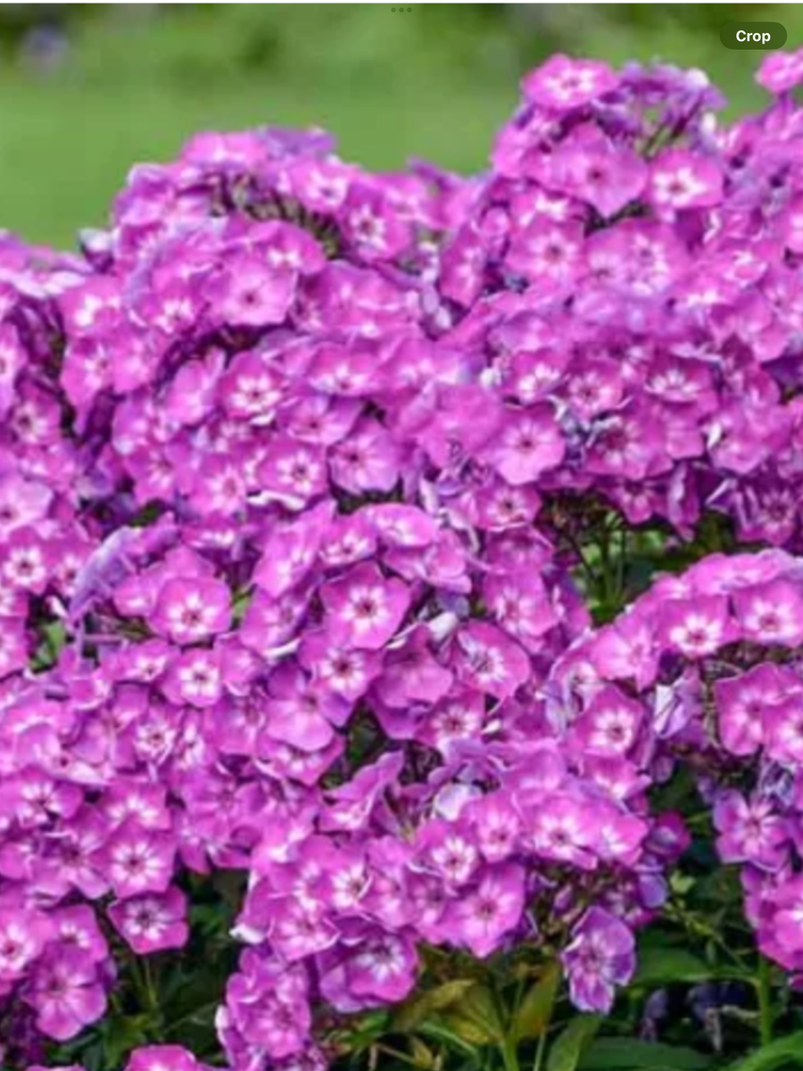 Phlox panticulata Laura – Laporte's Nursery & Greenhouses Inc.