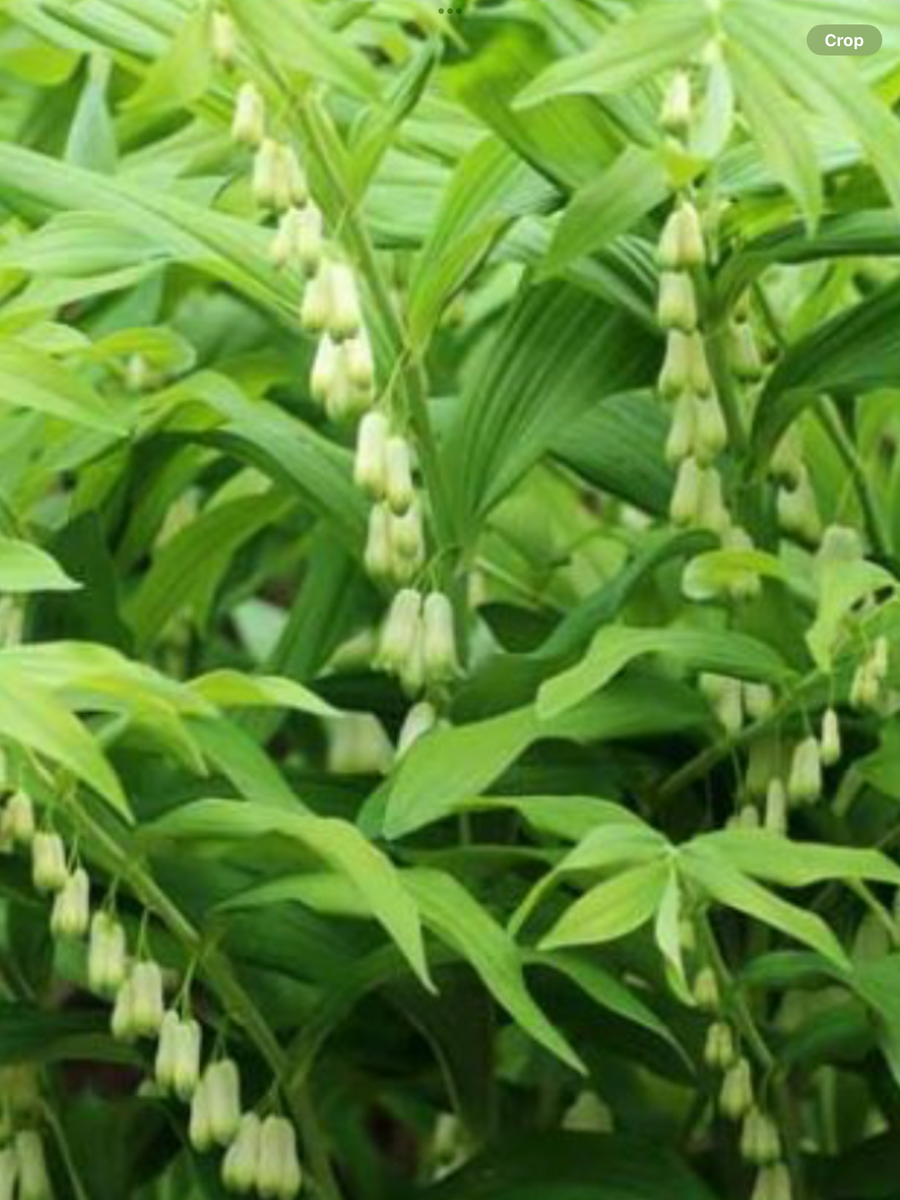 Polygonatum Multiflorum – Laporte's Nursery & Greenhouses Inc.
