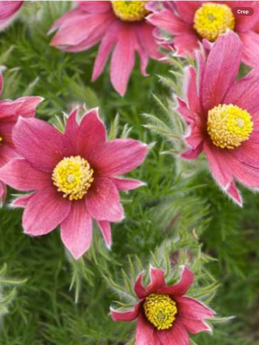 Pulsatilla Rubra (Red Bells) – Laporte's Nursery & Greenhouses Inc.