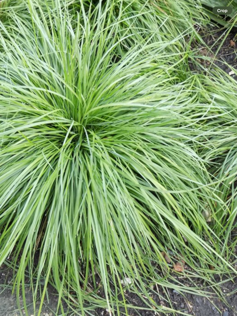 Deschampsia Cespitosa Pixie Fountain – Laporte's Nursery & Greenhouses Inc.