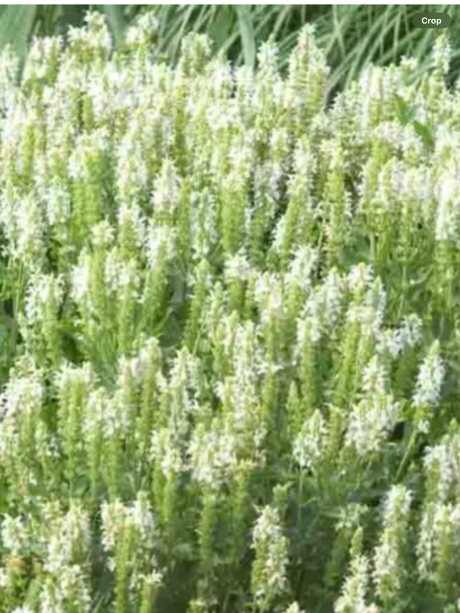 Salvia nemerosa Snow Hill – Laporte's Nursery & Greenhouses Inc.