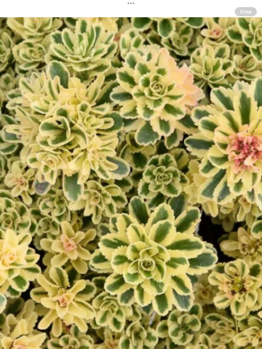 Sedum Stonecrop Takesimense Atlantis – Laporte's Nursery & Greenhouses Inc.