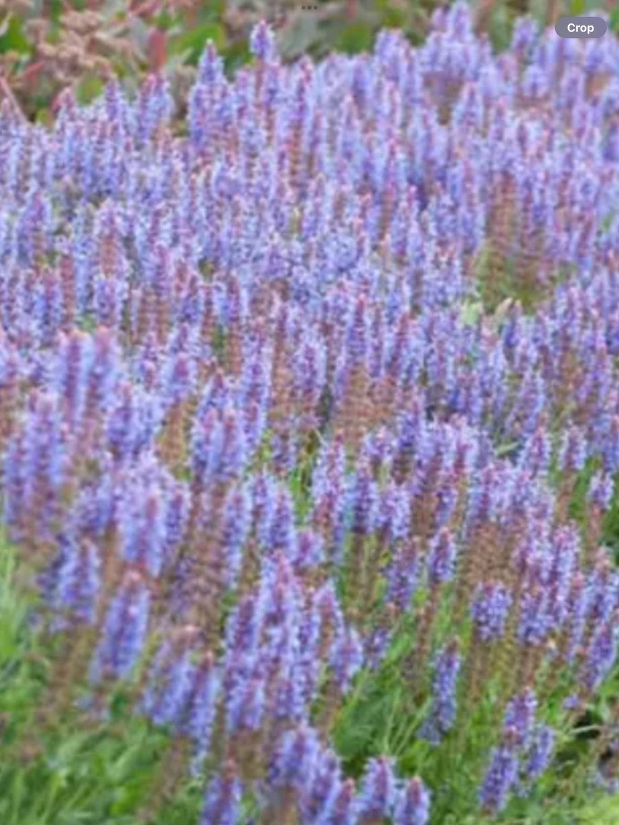 Salvia nemorosa Blue Hill – Laporte's Nursery & Greenhouses Inc.