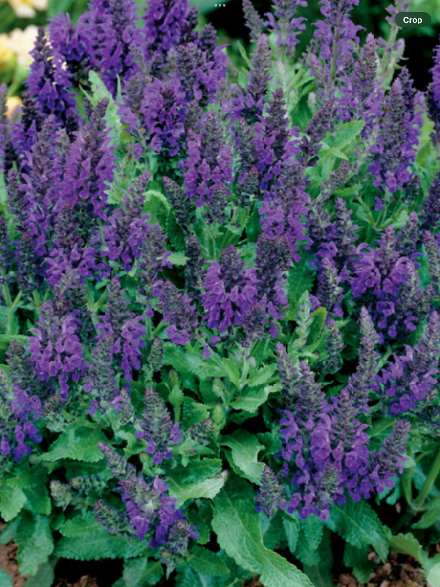 Salvia nemerosa Marcus – Laporte's Nursery & Greenhouses Inc.