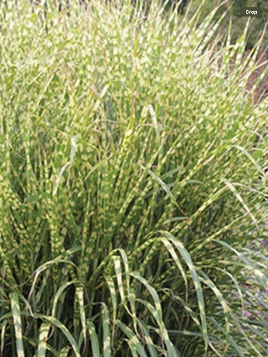 Miscanthus Gold Breeze – Laporte's Nursery & Greenhouses Inc.