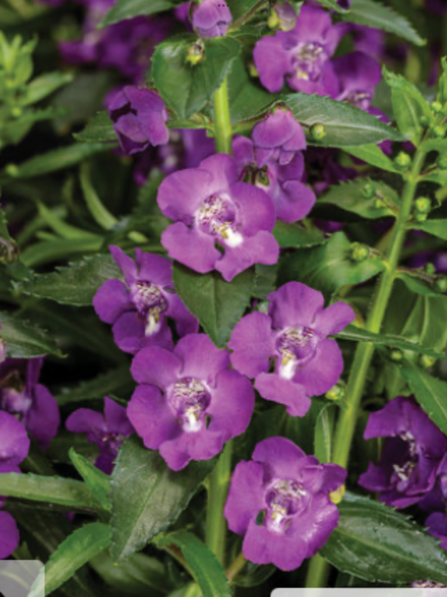Angelface® Super Blue Summer Snapdragon Angelonia angustifolia ...