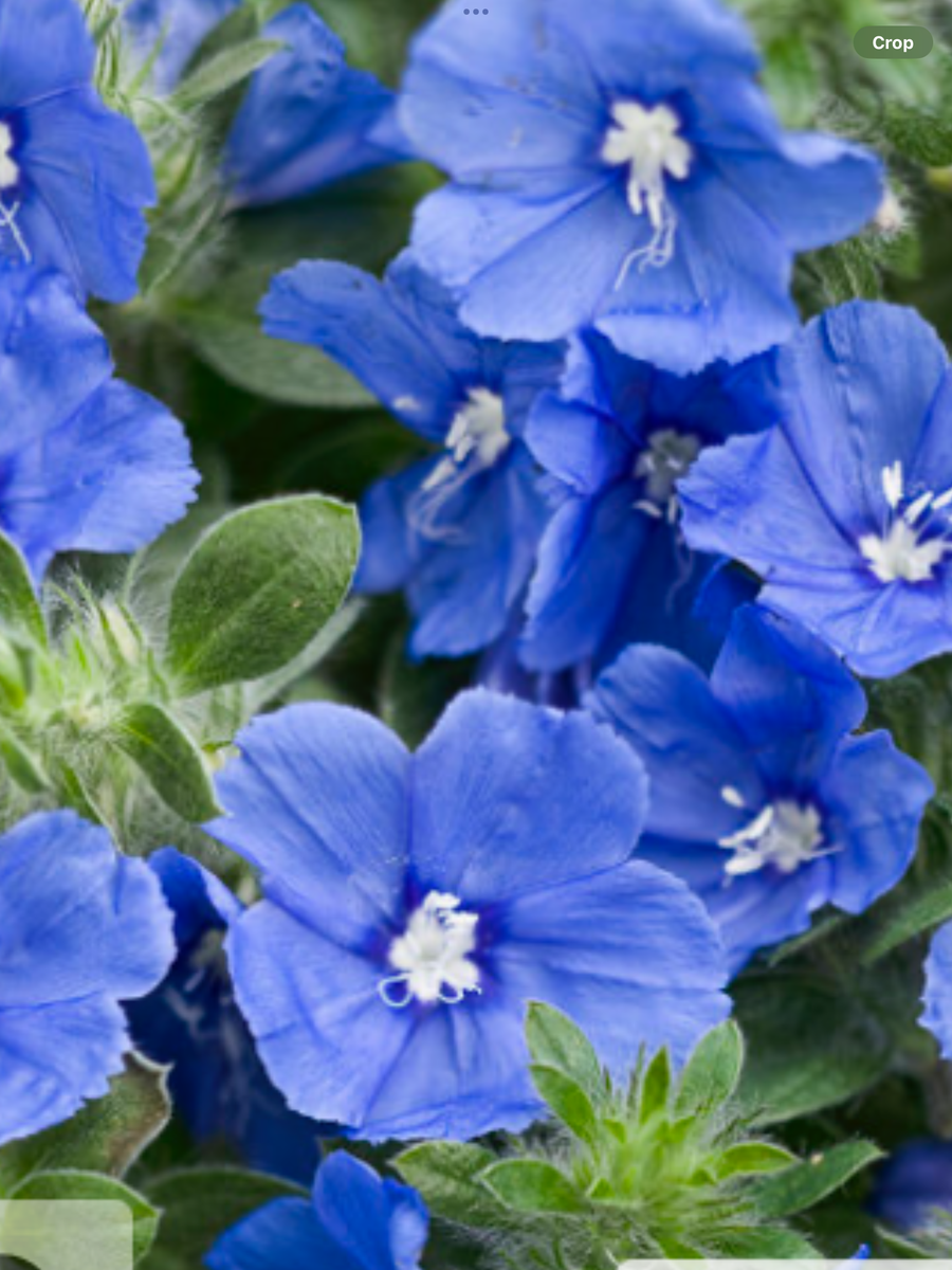 Blue My Mind® Dwarf Morning Glory Evolvulus hybrid – Laporte's Nursery ...