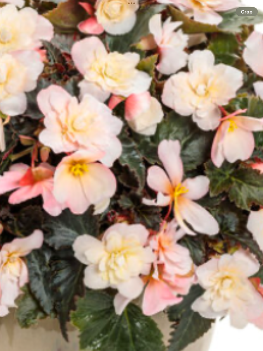 Double Delight® Appleblossom Begonia tuberhybrida – Laporte's Nursery ...