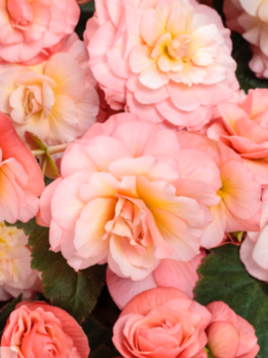 Double Delight® Blush Rose Begonia tuberhybrida – Laporte's Nursery ...