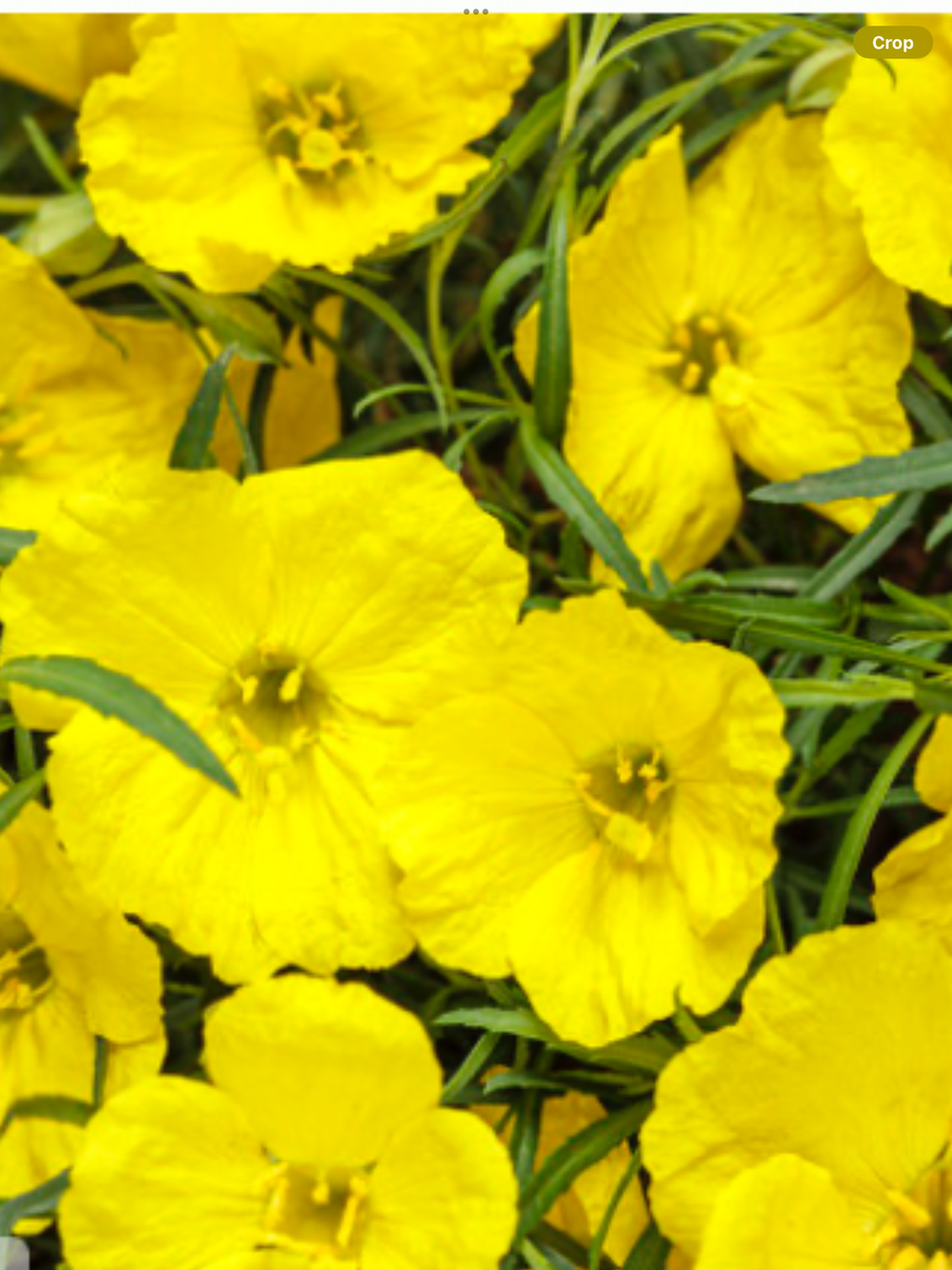 Ladybird® Sunglow Texas Primrose Calylophus hybrid – Laporte's Nursery ...
