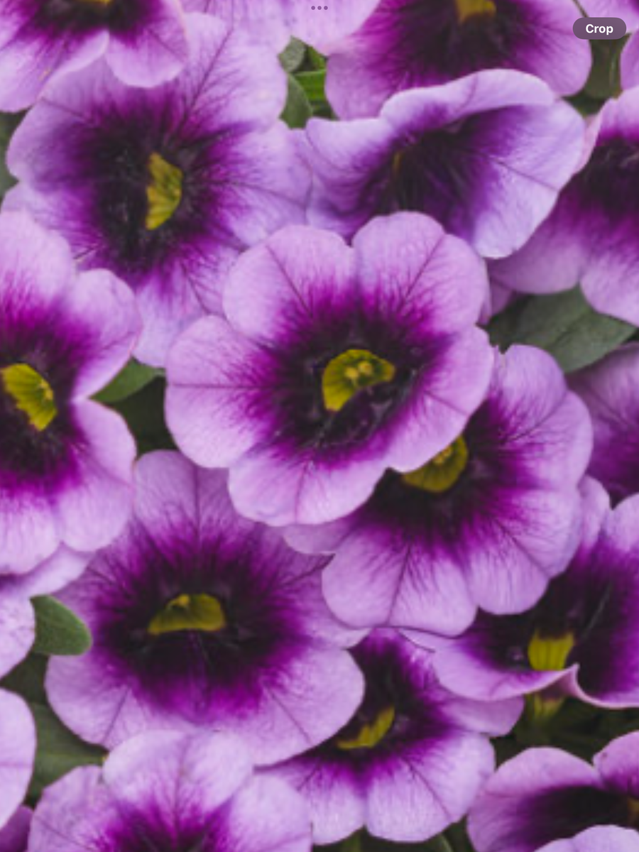 Superbells® Blue Moon Punch™ Calibrachoa hybrid – Laporte's Nursery ...