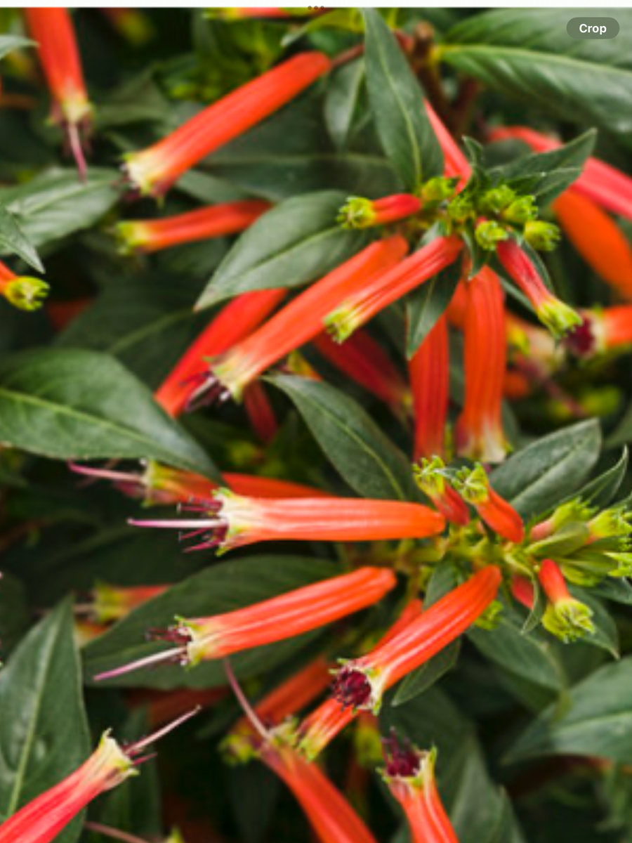 Vermillionaire® Large Firecracker Plant Cuphea hybrid – Laporte's ...