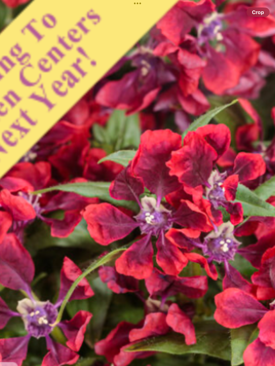Totally Tempted™ Richly Red™ cuphea Cuphea procumbens – Laporte's ...