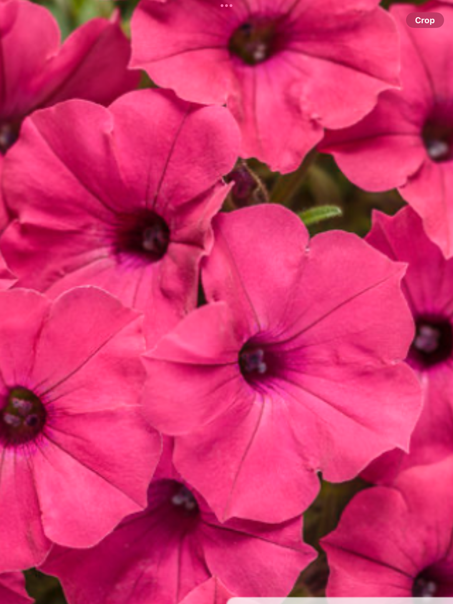 Supertunia Vista® Fuchsia Petunia hybrid – Laporte's Nursery ...