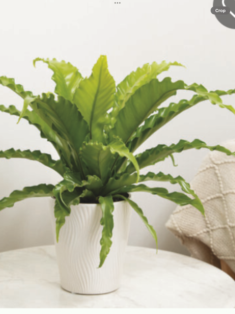 Living Lace® Victoria Bird's Nest Fern Asplenium antiquum – Laporte's ...