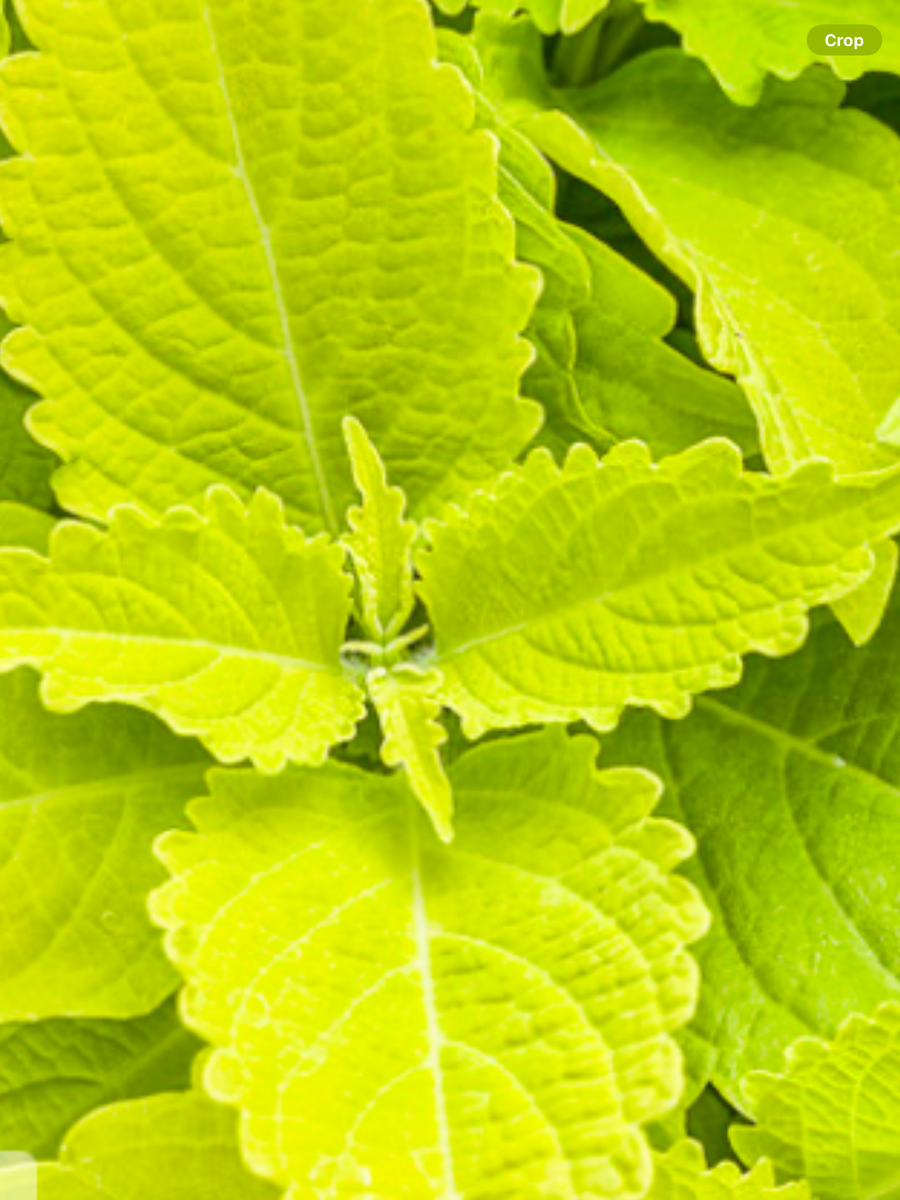 ColorBlaze® Lime Time® Coleus scutellarioides – Laporte's Nursery ...