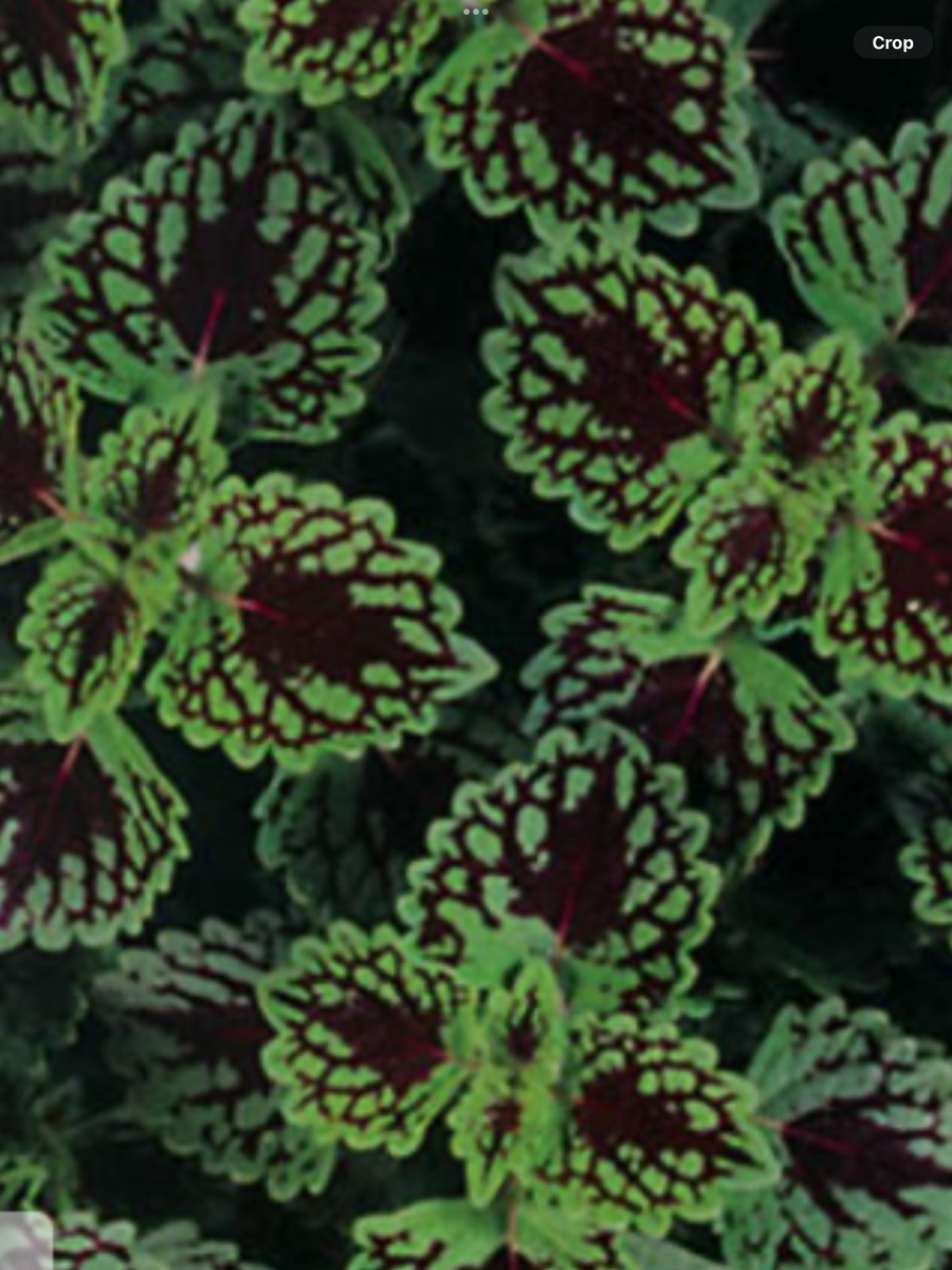 ColorBlaze® Chocolate Drop Coleus scutellarioides – Laporte's Nursery ...