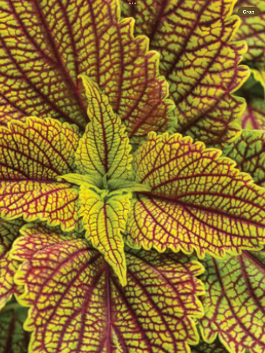 ColorBlaze® Golden Dreams™ Coleus scutellarioides – Laporte's Nursery ...