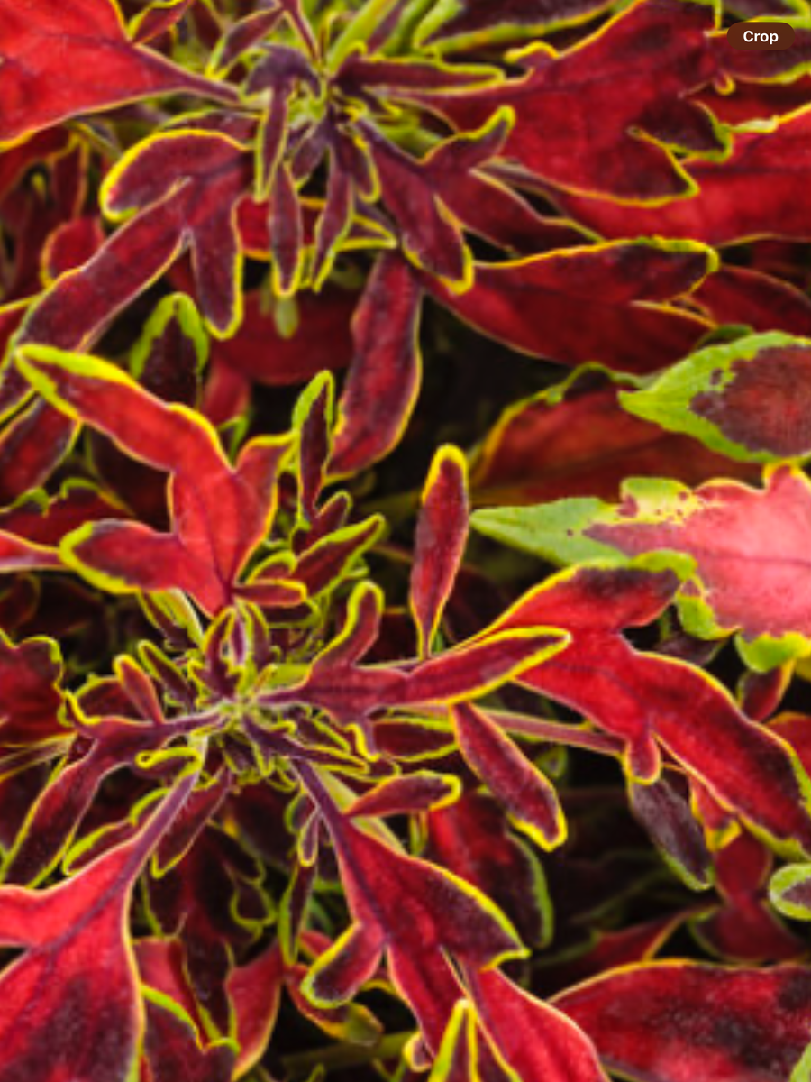 ColorBlaze® Mini Me™ Watermelon Coleus scutellarioides – Laporte's ...