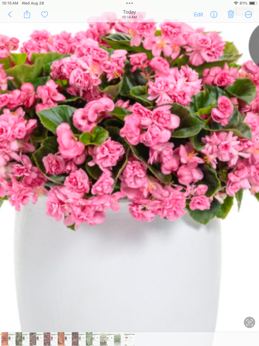 Double Up™ Pink Begonia semperflorens – Laporte's Nursery & Greenhouses ...
