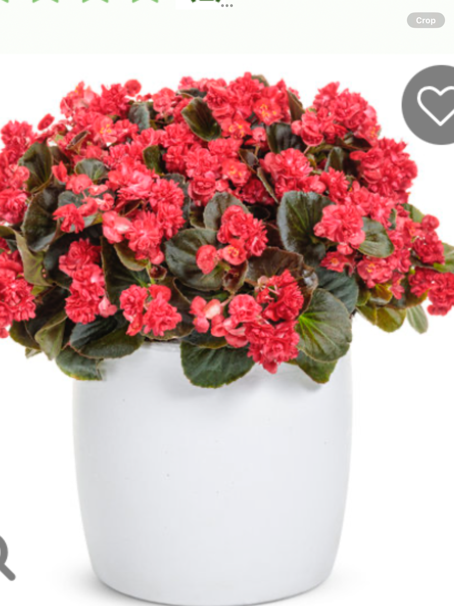 Double Up™ Red Begonia semperflorens – Laporte's Nursery & Greenhouses Inc.