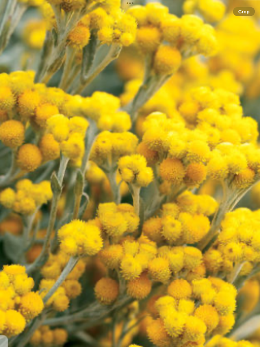 Flambe® Yellow Strawflower Chrysocephalum apiculatum – Laporte's ...